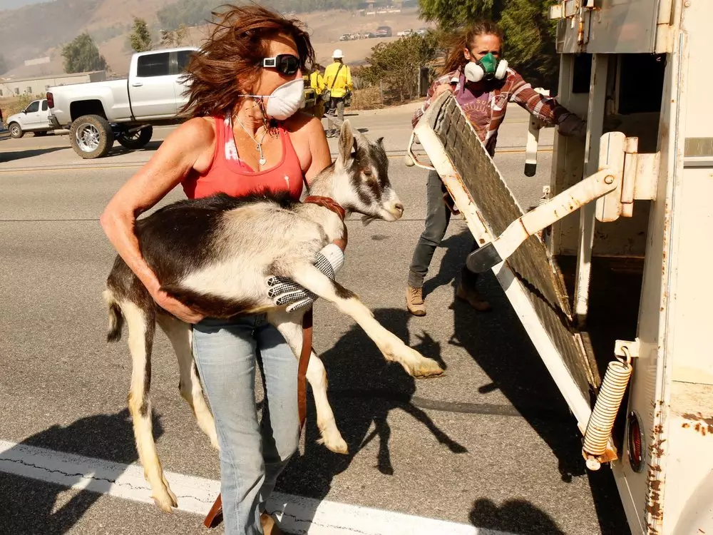Žena nese kozu do bezpečí.