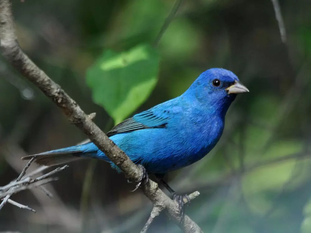 Një imazh i një mashkulli Indigo Bunting ulur në një degë peme. Zogu ka pendë blu të gjallë.