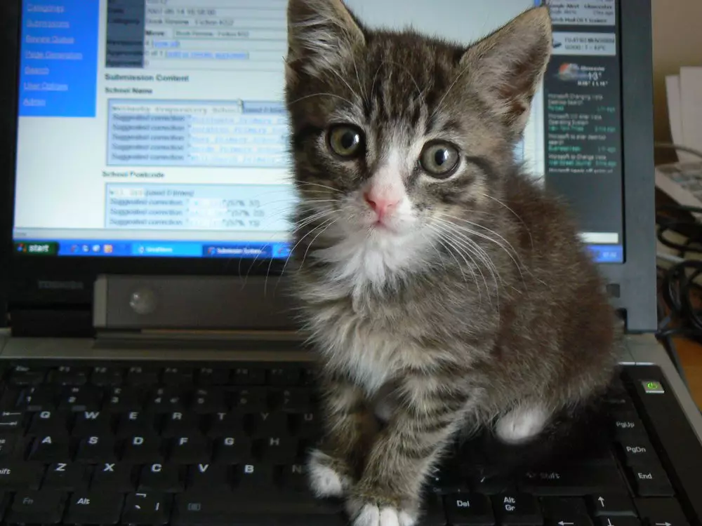Los usuarios de portátiles Dell no estaban locos, sus teclados realmente olían a orina de gato