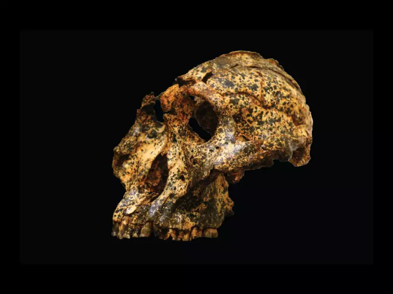 Yeni Keşfedilen Kafatası, Eski Hominidlerin Değişen Bir İklime Dayanmak İçin Nasıl Evrimleştiğini Ortaya Çıkardı