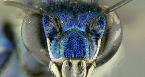 आर्किड और आर्किड मधुमक्खी का विकास