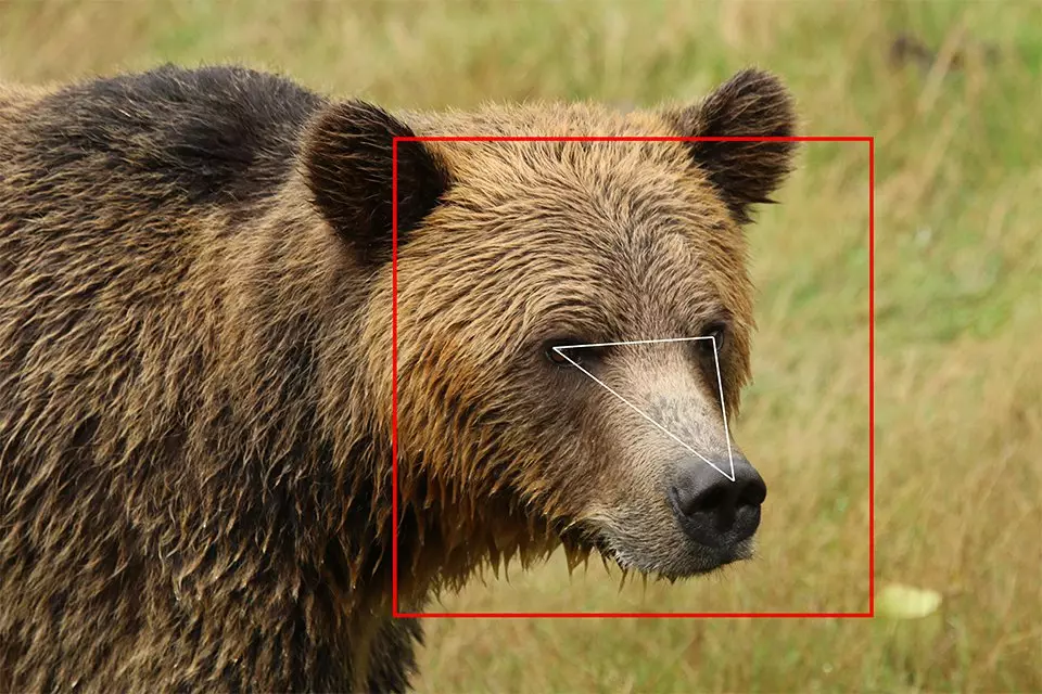 Nova IA Oferece reconhecimento facial para ursos pardos