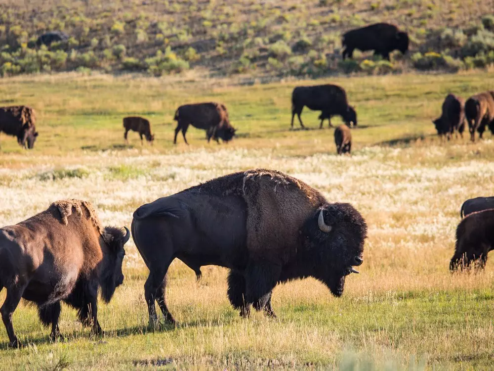 An ga garken bison na kiwo a cikin Yellowstone National Park's Lamar Valley