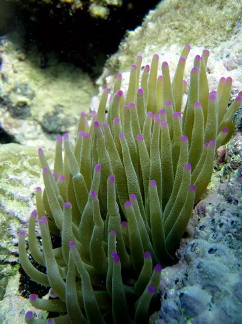i-anemone enkulu ye-caribbean