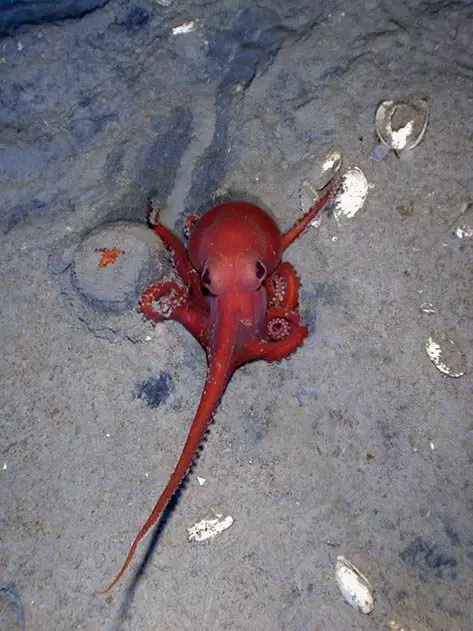 Octopus yemvura yakadzika