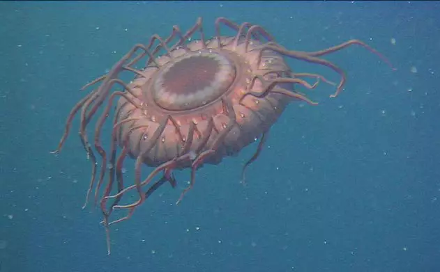 Dubokomorska meduza