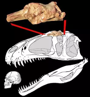 El fragment de crani de Sauroniops