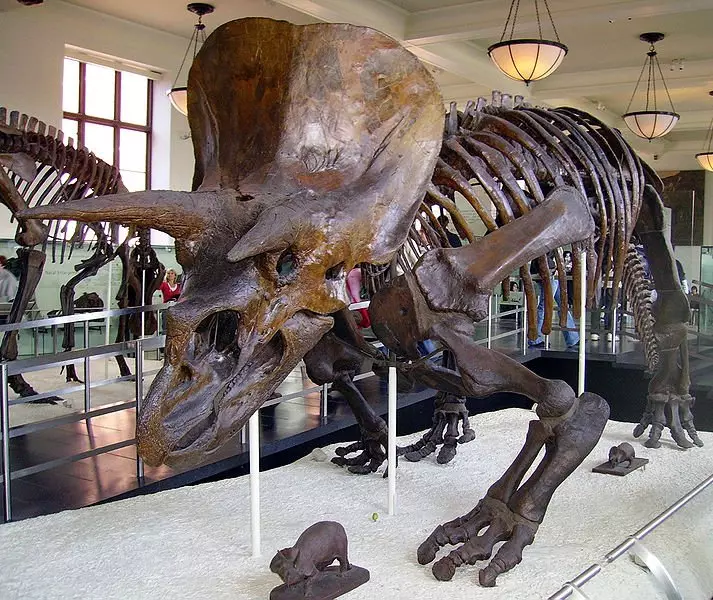 Thư giãn — Triceratops thực sự đã tồn tại