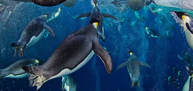 imparator penguenler