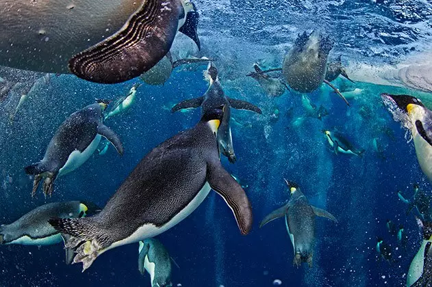 פינגווינים קיסריים