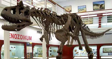 Balung Carnotaurus ing Museum Chlupáč ing Praha