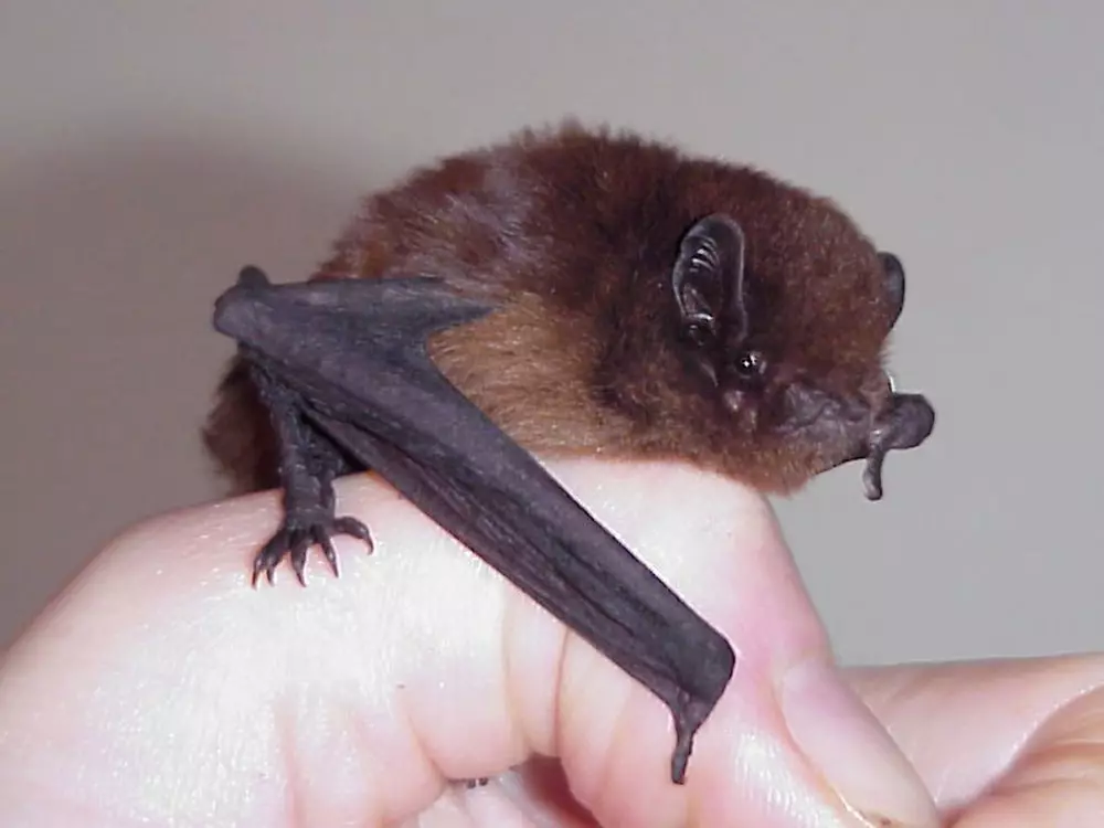 Bird of the Year Selandia Baru adalah... a Bat