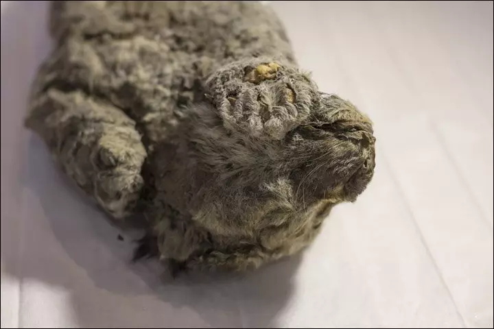 Rosyjska lokalna ludność odkrywa zamrożone szczątki wymarłego lwiątka jaskiniowego