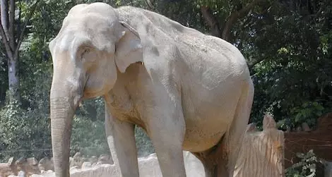 Video: Ky elefant mësoi të flasë koreanisht