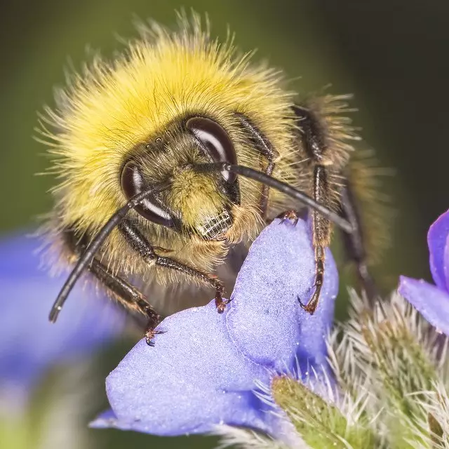 Dessa forskare använder bin för att sprida bekämpningsmedel