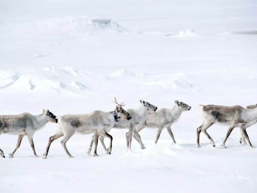 Arkties laukinė gamta keičia savo elgesį dėl klimato kaitos