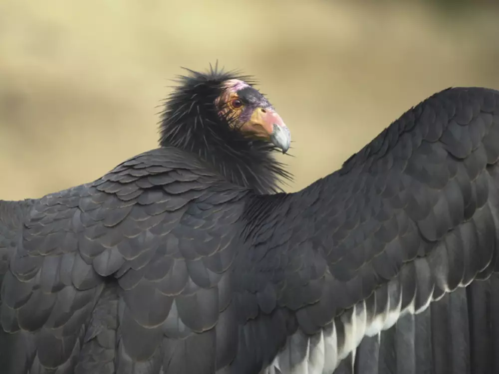 Un condor se uită peste umăr cu aripile întinse