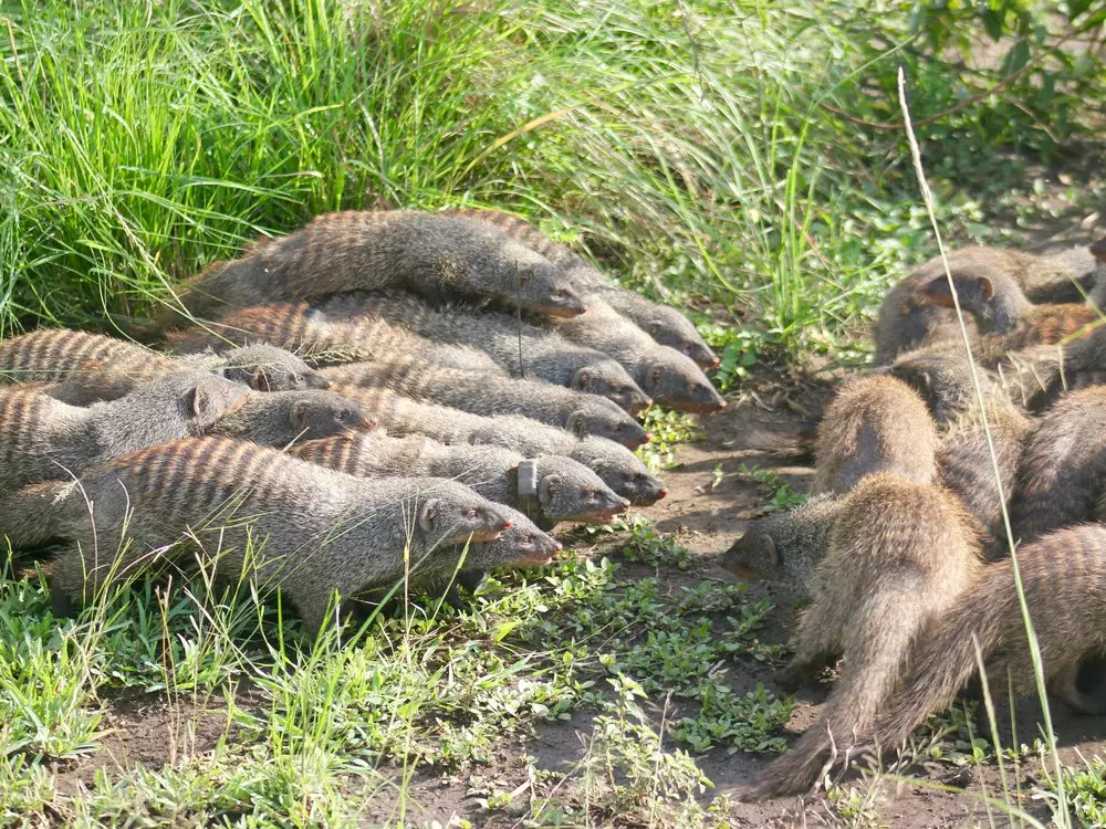 ब्यान्डेड मुंगुस लडाई