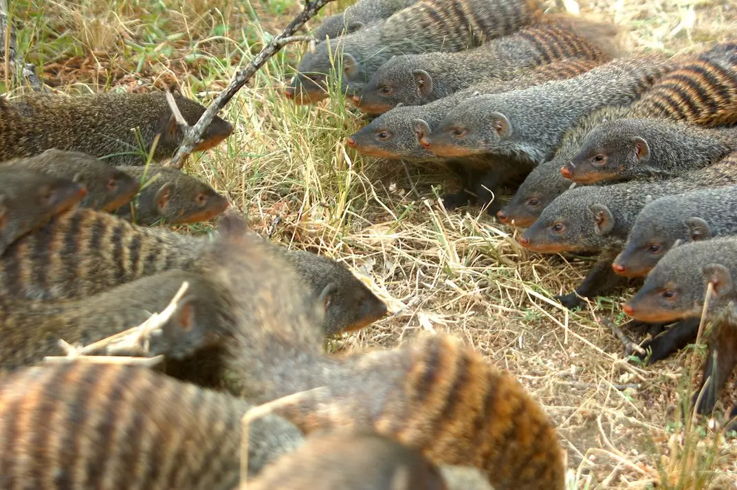 Banded mongooses opgestallt fir Schluecht.