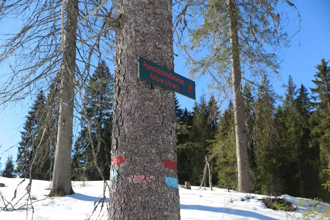 Nach 100 Jahren wird dieser gesamte Wald in mysteriöse Manuskripte verwandelt 12946_2