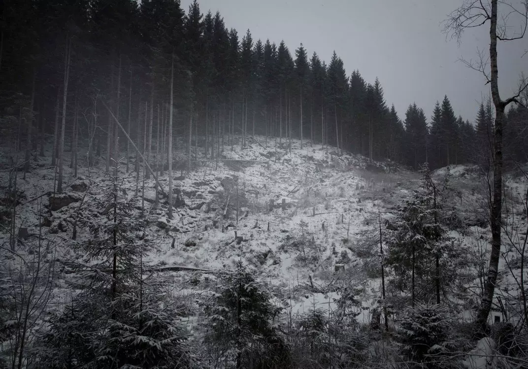 Etter 100 år vil hele denne skogen bli omgjort til mysteriemanuskripter 12946_3