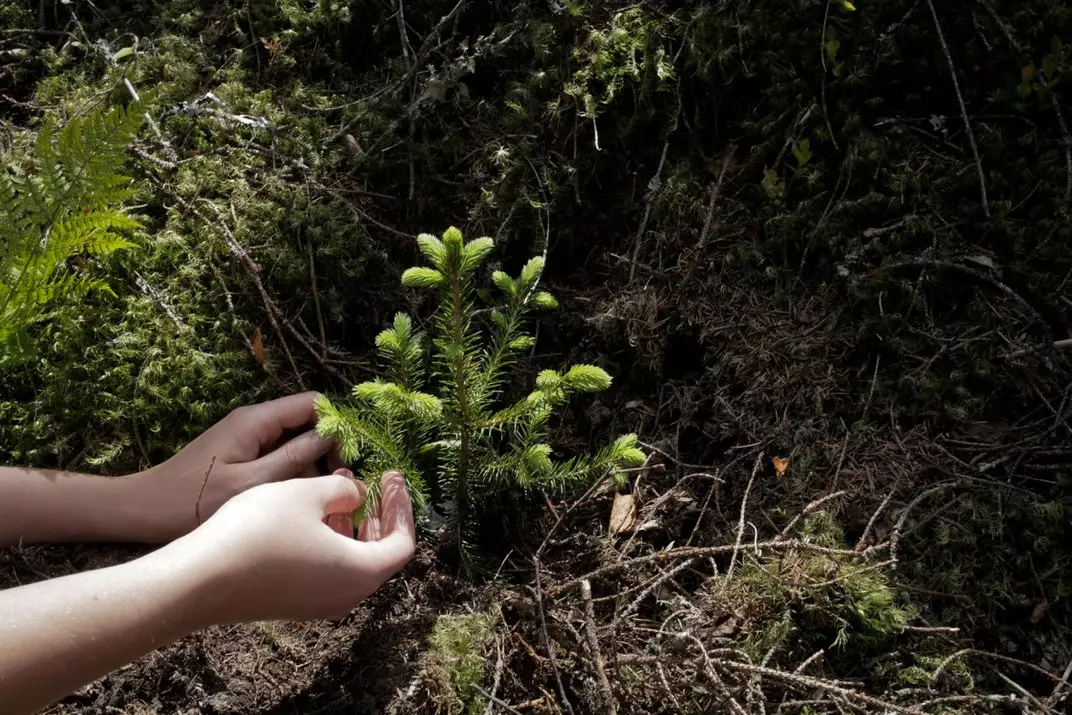 Etter 100 år vil hele denne skogen bli omgjort til mysteriemanuskripter 12946_5