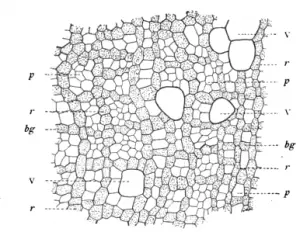 20110520083142fossil-drewno-mikrostruktura-300x232.jpg