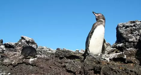 Awọn Penguins ayanfẹ marun ni ita Antarctica