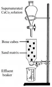 20110520083233bone-experimental-setup-180x300.jpg