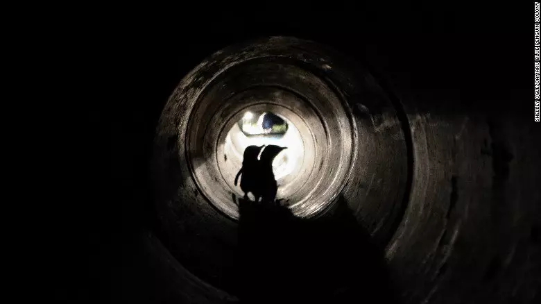 新的地下通道帮助新西兰企鹅穿越繁忙的道路