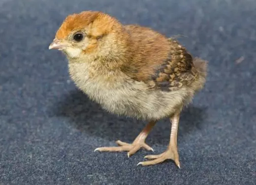 20110520110604tragopan-chick_MM.jpg