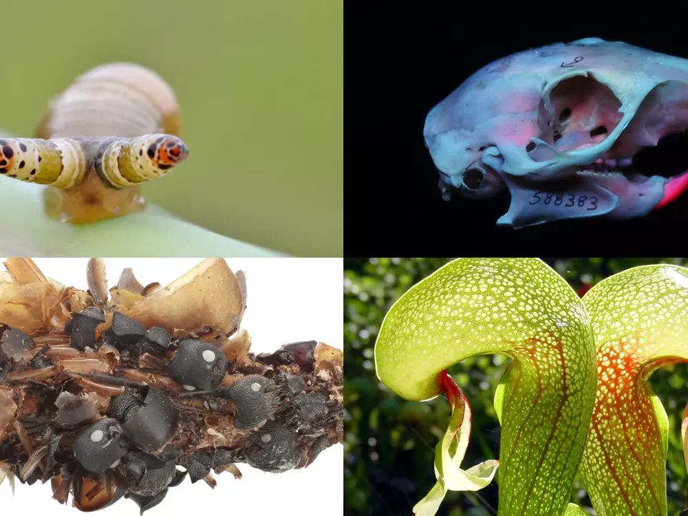 Ang mga koleksyon sa Smithsonian's National Museum of Natural History ay puno ng lahat ng uri ng nakakatakot na mga specimen. (Clockwise mula sa kaliwang tuktok: Gilles San Martin sa pamamagitan ng Wikimedia, Smithsonian Institution, NoahElhardt sa pamamagitan ng Wikimedia, Karie Darrow)