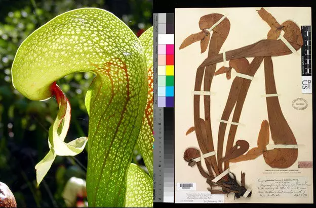 比較のために国立自然史博物館のコレクションからクリーム色の紙に茶色の乾燥したコブラユリの隣にある緑と赤の生きているコブラユリ。