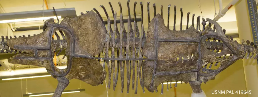 Um esqueleto marrom de um plesiossauro está guardado no Museu Nacional de História Natural do Smithsonian.