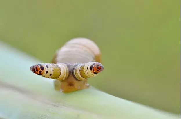 Isang buhay na kayumanggi at pulang snail na may tumitibok na mga tangkay ng mata sa isang berdeng halaman.