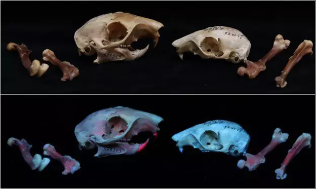 عظام سنجاب الثعلب البني الفاتح على خلفية سوداء تظهر فوق نفس العظام على خلفية سوداء بعد أن تحولت إلى اللون الأزرق من التعرض للأشعة فوق البنفسجية.