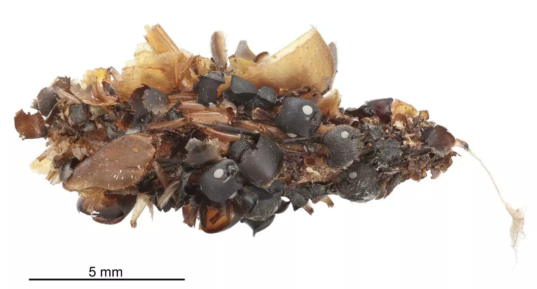 Eng schwaarz a brong Raubbeutel Wurm Larval Fall iwwerdeckt an de Reschter vun verschlësselten Insekten aus de Sammlungen vum Nationalmusée fir Naturgeschicht.