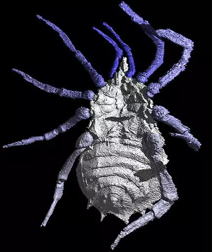 Image de la semaine — Ancienne araignée en 3D