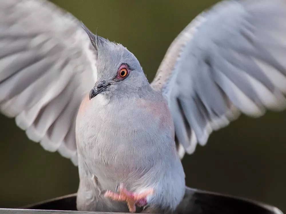 کبوترهای استرالیایی دارای پرهای تکامل یافته ای هستند که بهتر از شما ناراحت می شوند