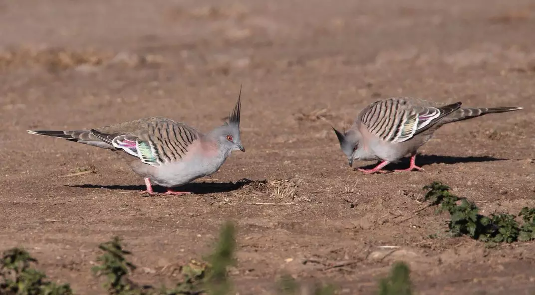 Les pigeons australiens ont une plume spécialement évoluée pour mieux vous ennuyer avec