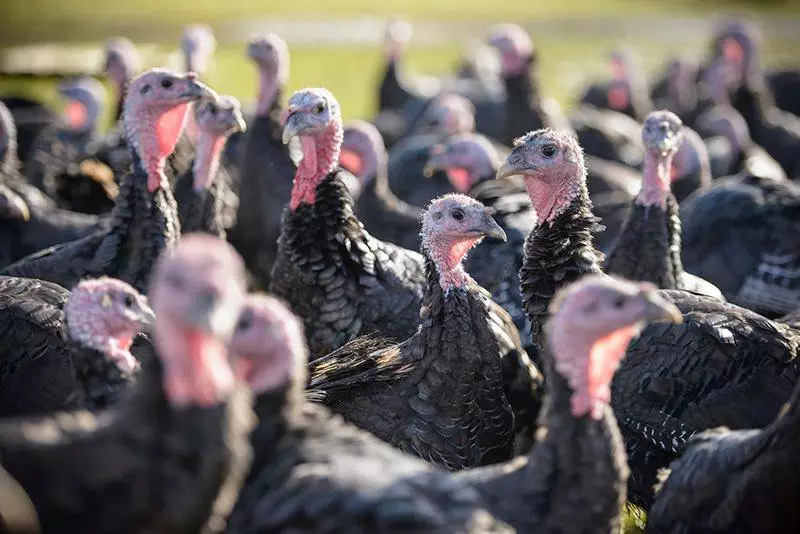 مزارعو تركيا يتبارون لتلبية الحاجة إلى طيور عيد شكر أصغر