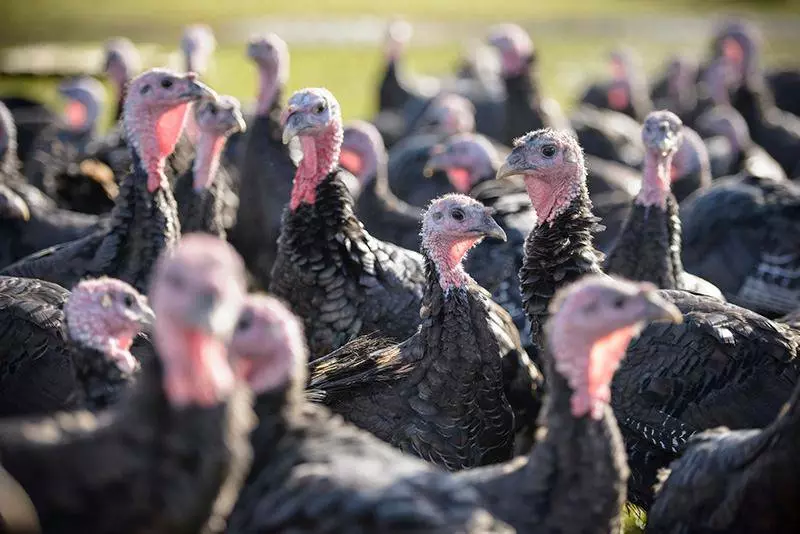 Les éleveurs de dindes se bousculent pour répondre au besoin de petits oiseaux de Thanksgiving