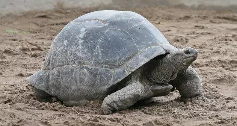Дізнайтеся про черепах Альдабраса зоопарку.