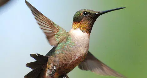 Mbalame zotchedwa hummingbirds