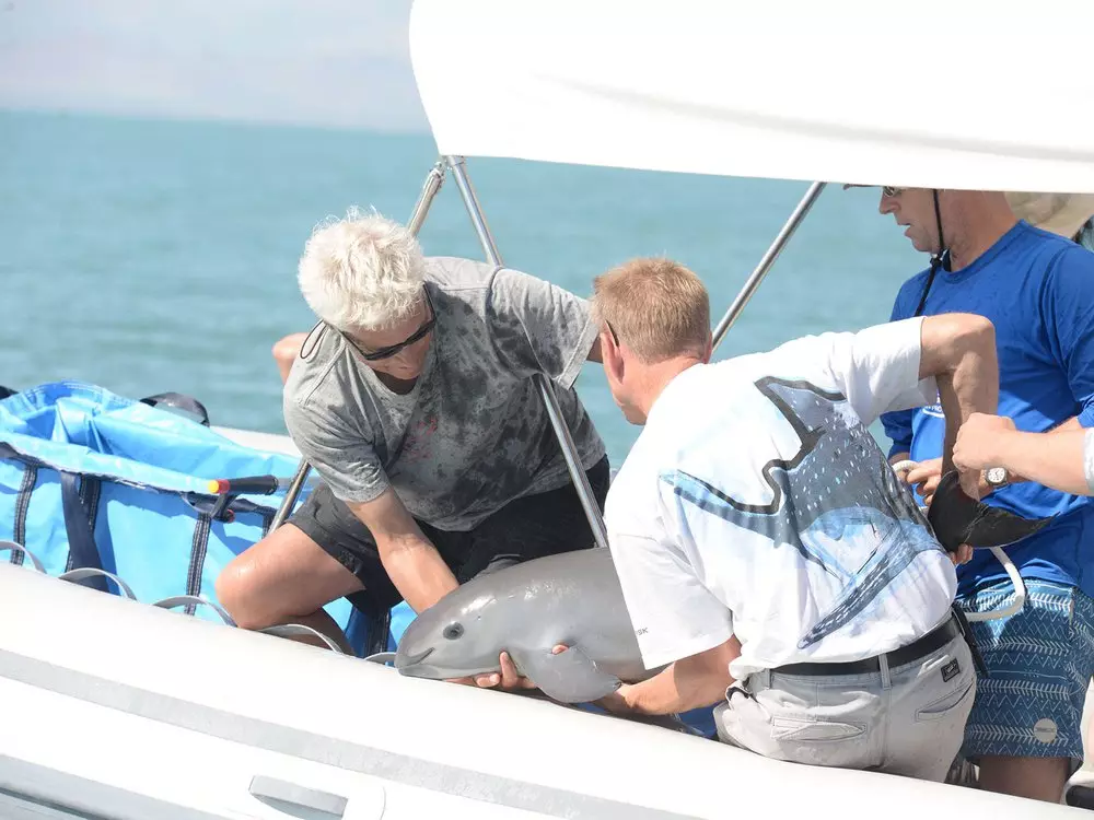 Vaquita capturada