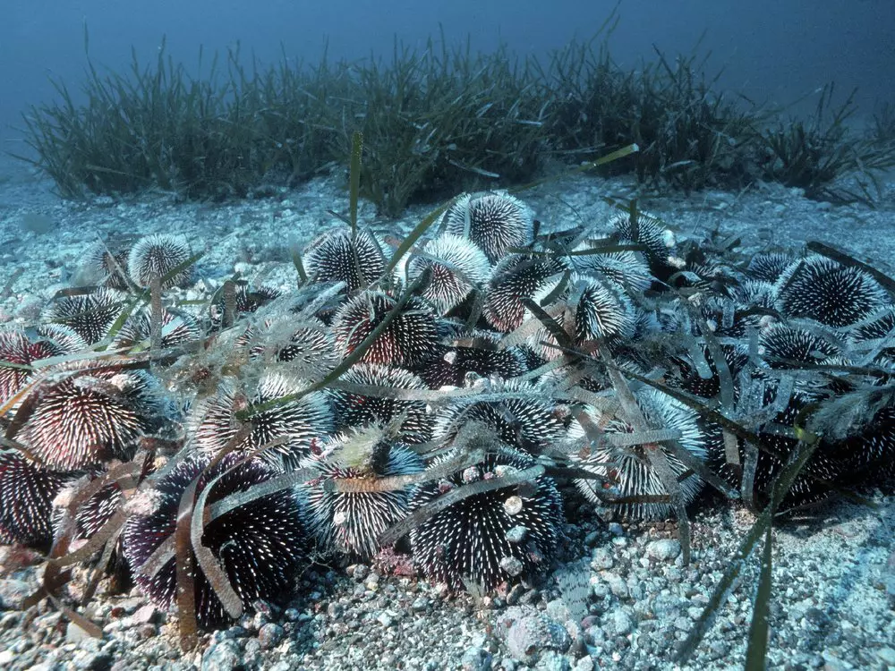 Vragierige pers see-egels is besig om kelpbosse aan die Weskus te verwoes