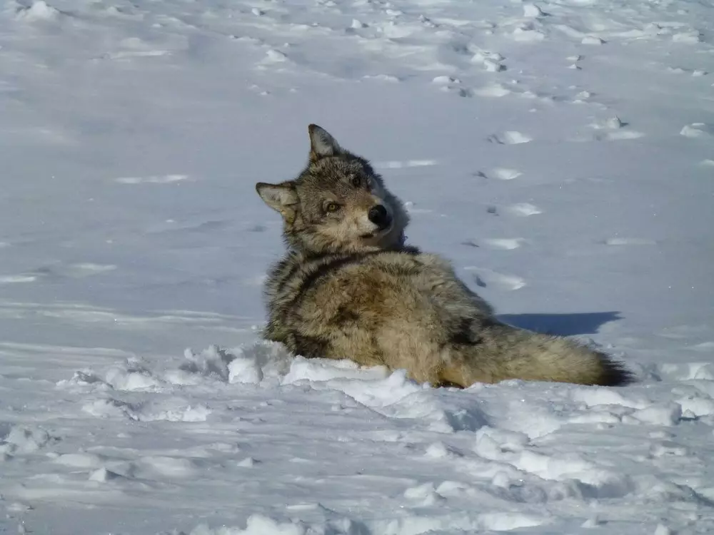Колорадо гласа за повторно воведување на волците на јужните карпести планини
