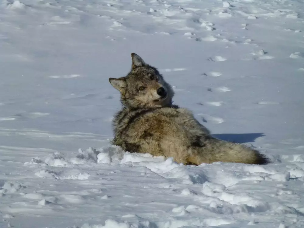 A gray wolf sits in the snow looking back at the photographer