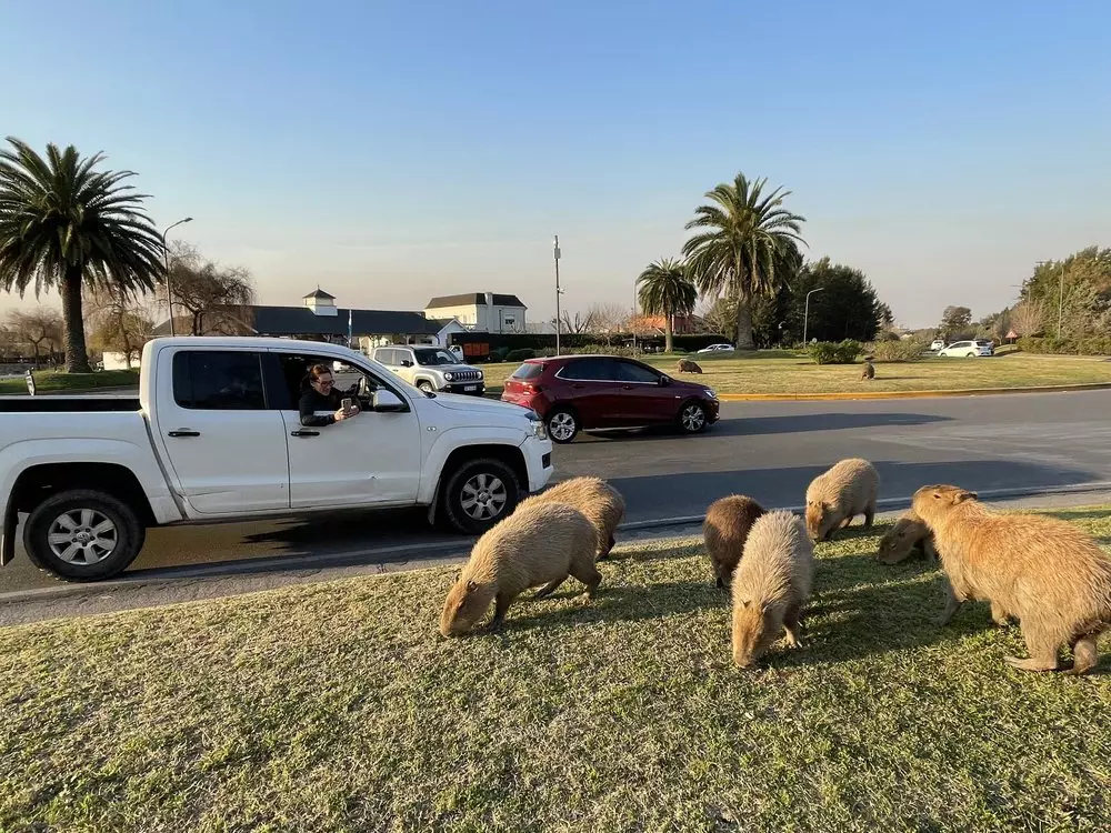 Seorang penumpang di truk putih memotret beberapa kapibara di halaman di komunitas yang terjaga keamanannya