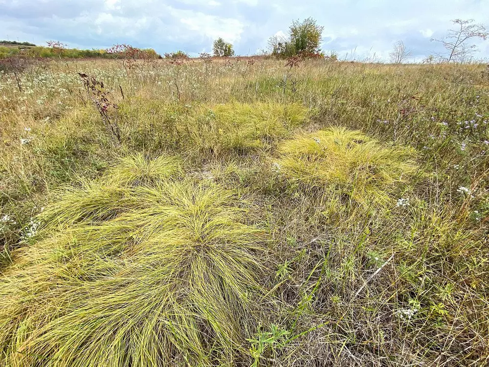 Un'immagine di erbe gialle a Bell Bowl Prairie a Rockford, Illinois